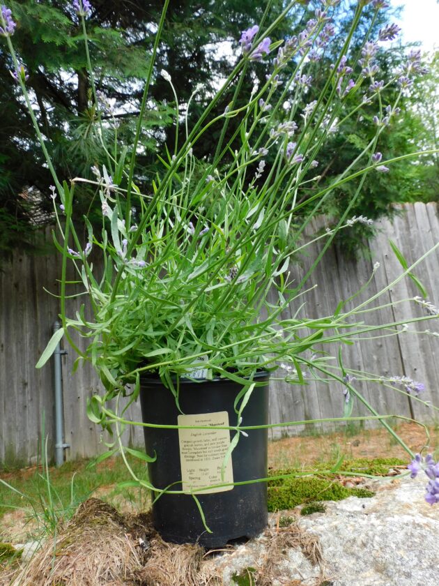 Local Garden Clubs harvest dollars from sales | News, Sports, Jobs ...